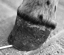 Corrective Trimming and Shoeing in Contracted Tendons of Foals
