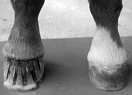Corrective Trimming and Shoeing in Contracted Tendons of Foals
