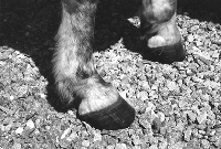 So-Called Club Foot by James R. Rooney, DMV