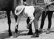 Improving you Horse while Helping your Farrier